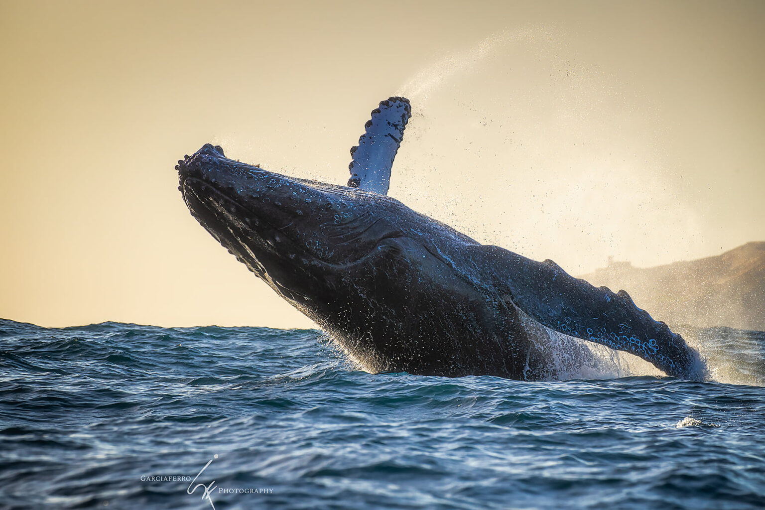 Ballenas - Talleres Fotografía Garciaferro